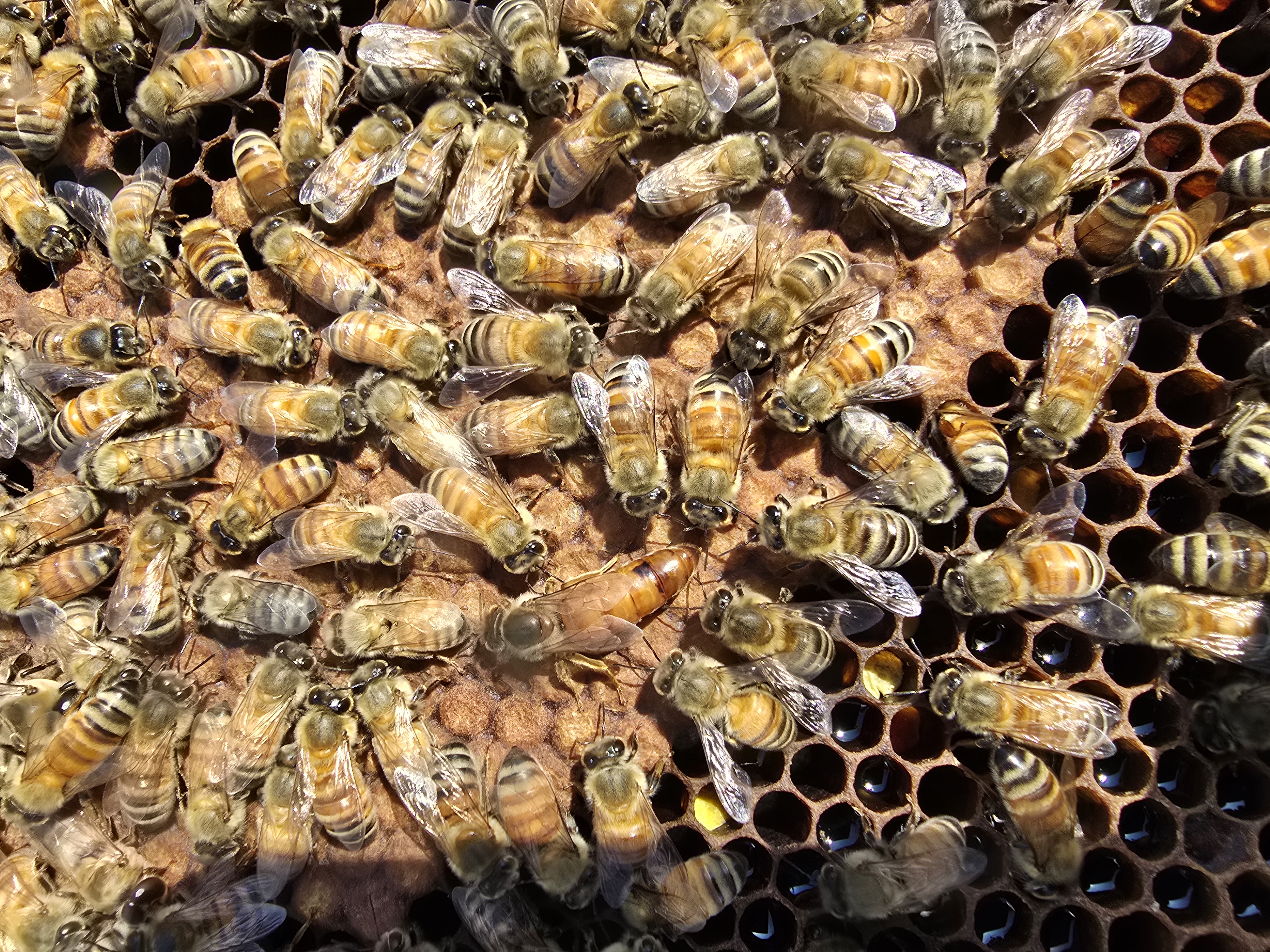 Where Do Campus Bees Go in the Winter? | Department of Entomology ...
