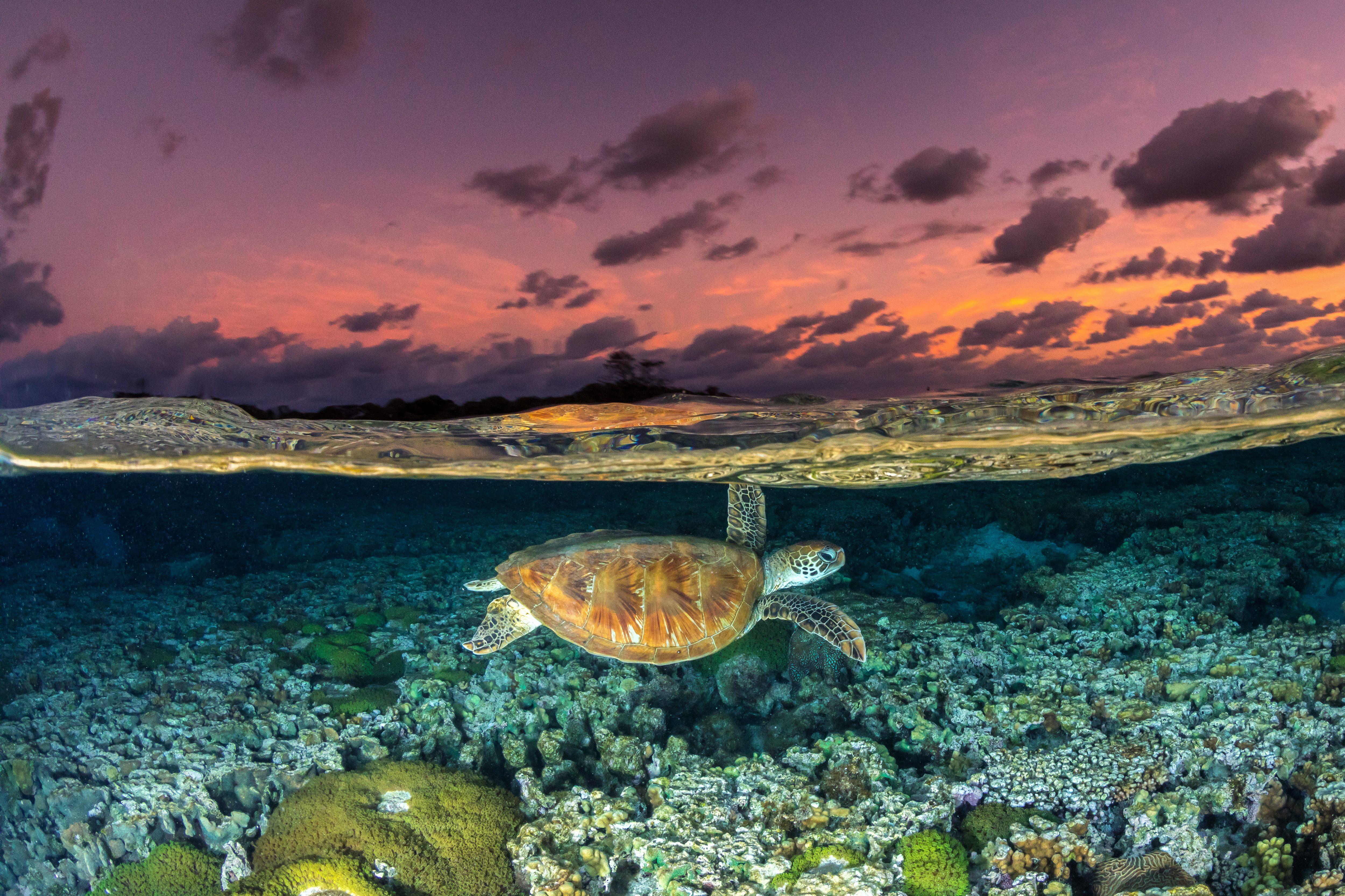 Restoring Island-Ocean Connections Benefits Humans, Wildlife and Marine ...