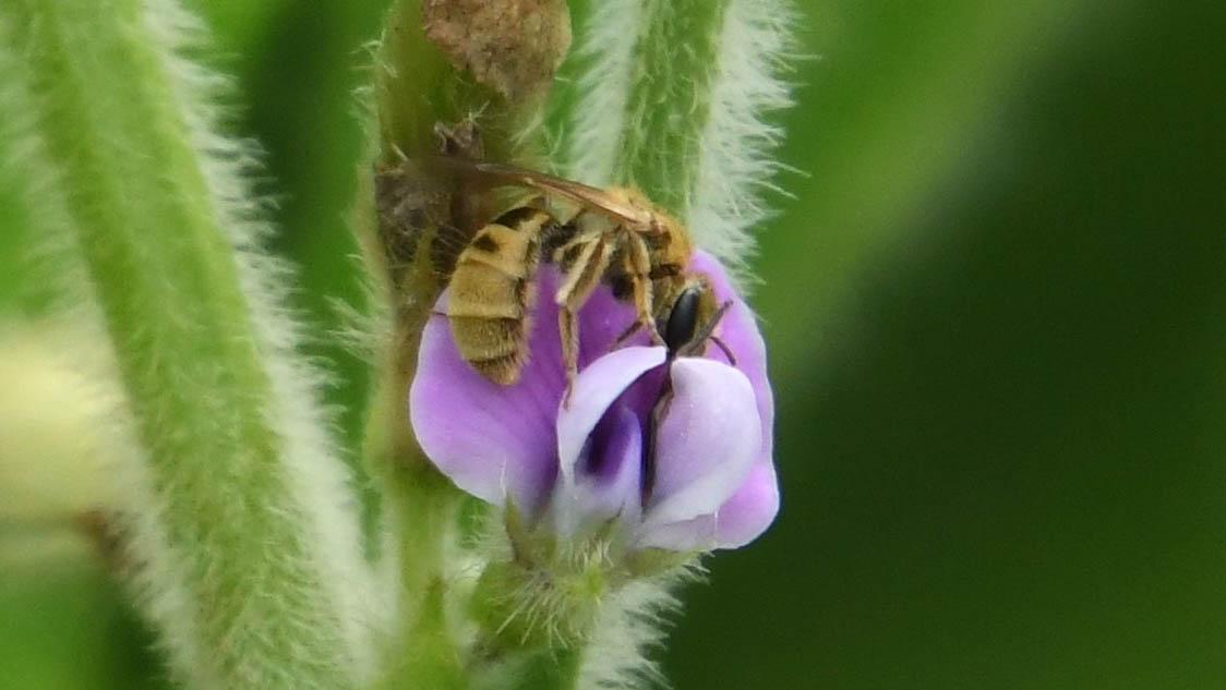 Pollinators Make a Big Impact on Edamame Marketability | Department of ...