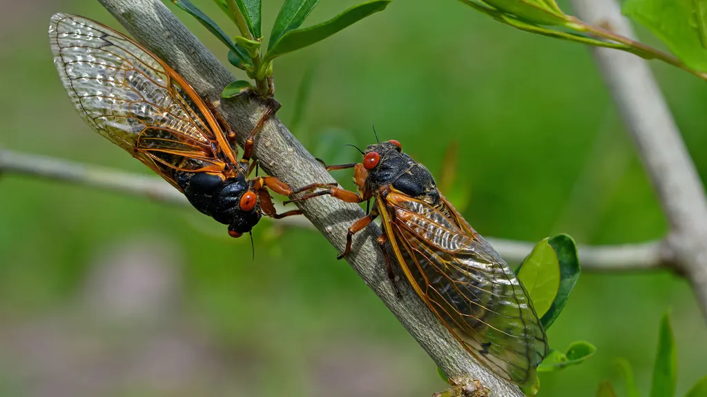 Double Cicada Mania Approaches—But Seeing Them Calls for a Road Trip ...