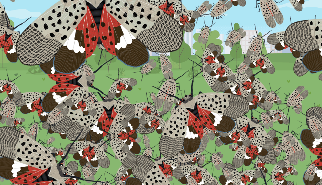 Spotted Lanternflies Are Emerging in Huge Numbers. Don’t Panic, Says ...